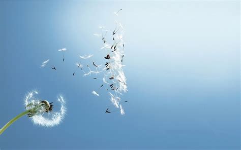 배경 화면 이파리 물 자연 반사 하늘 푸른 바람 꽃 비행 지구의 분위기 매크로 사진 1440x900 Mixmasterdesigns 212638