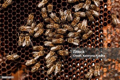 자연 스러운 색상에 꿀벌과 나무 벌집에 벌집을 닫습니다 봉 개념 0명에 대한 스톡 사진 및 기타 이미지 0명 건강관리와 의술 곤충 Istock