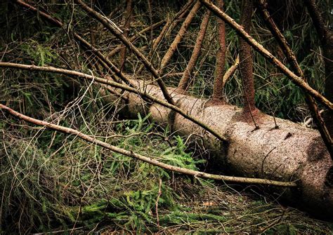 Tree Felling Stock Photos Images And Backgrounds For Free Download
