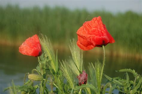 여름 양귀비 야생 꽃 Pixabay의 무료 사진 Pixabay