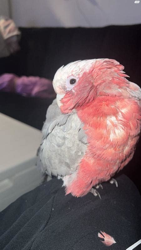 תוכים ובעלי כנף תוקי קקאדו גאלה בן כמה מודעה 1080856