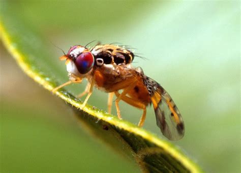 Comprehensive Guide To Persimmon Pests And Diseases Prevention And
