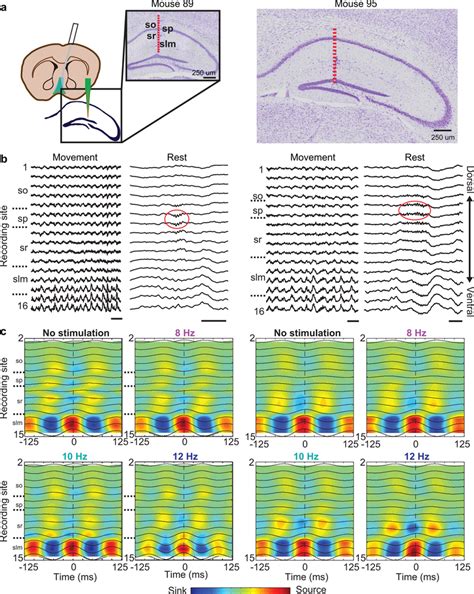Precisely Timed Theta Oscillations Are Selectively Required During The Encoding Phase Of Memory