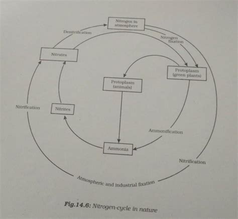 Draw A Nitrogen Cycle Diagram Brainly In