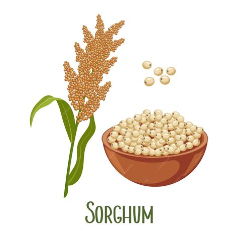 Premium Vector Set Of Sorghum Grains And Spikelets Sorghum Plant