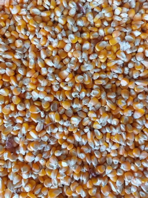Cucu Sumirat On Linkedin Available Yellow Corn For Animal Feed