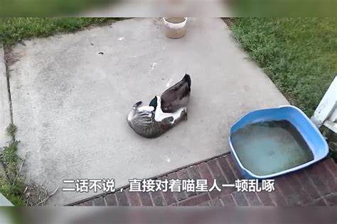鸭子作死去啄睡觉的猫咪，结局太悲惨了，憋住不要笑猫咪鸭子结局