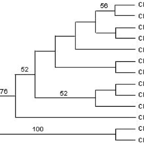 Rapd Marker Based Midpoint Rooted Upgma Dendrogram Showing Download Scientific Diagram