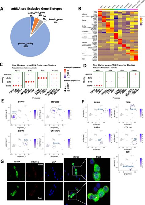 Identification Of Unique Snrna Seq Gene Markers In Human Islet Download Scientific Diagram
