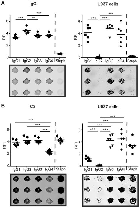 A Detection Of Igg Subclasses By Monoclonal Anti Human Igg Or U937 Download Scientific