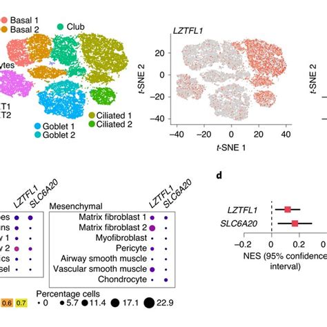 Pulmonary Expression Analysis Of Lztfl1 And Slc6a20 A Gtex Whole Lung Download Scientific