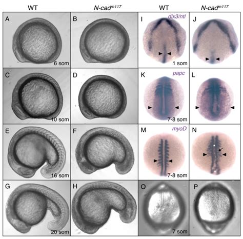 Mesodermal Morphogenesis Defects In N Cadm117 Mutants A H Lateral Download Scientific