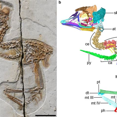 Pdf Cretaceous Bird With Dinosaur Skull Sheds Light On Avian Cranial