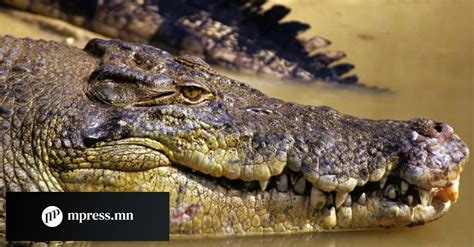 Сураггүй болсон загасчныг матар идсэн байжээ