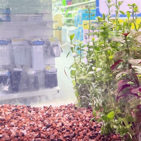 Aquarium Plant Substrate Large Variety To Suit All Fish Tanks