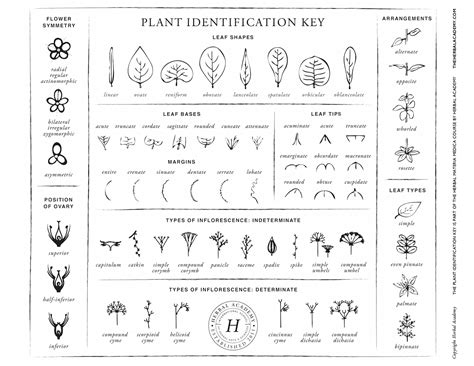 Plant Identification Key Download Herbal Academy
