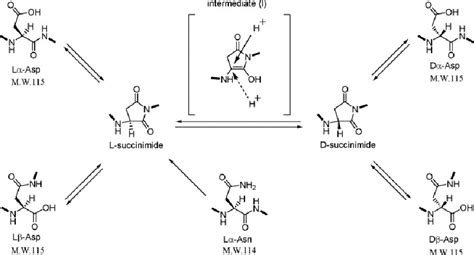 Possible Reaction Pathways For Spontaneous Isomerization Of Asp And Download Scientific Diagram