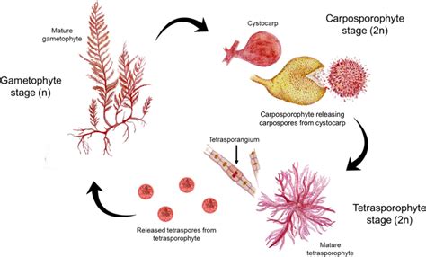 Rhodophyta Diagram Vegetative And Reproductive Structures Of