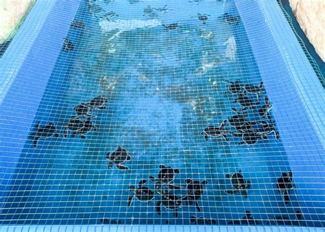 Penang Turtle Conservation Centre How To Get There And What To Expect