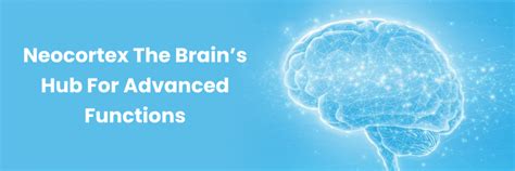 Understanding Neocortex The Brains Advanced Hub