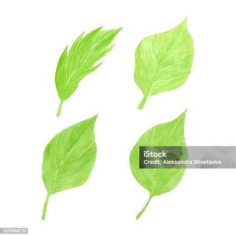 손으로 그린 수채화 허브 잎 흰색 배경에 고립 된 음식의 그림입니다 라벨 카드 스크랩북 및 기타 인쇄 제품에 사용할 수 있습니다 0명에 대한 스톡 벡터 아트 및 기타 이미지