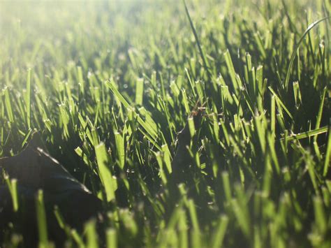 Community First Grass Background Community First Global