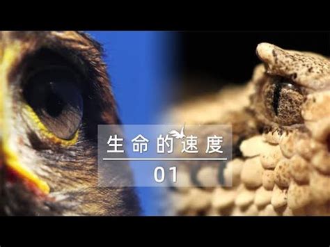 一秒之差栗翅鹰和角响尾蛇上演的瞬间捕杀 动物纪录片 YouTube
