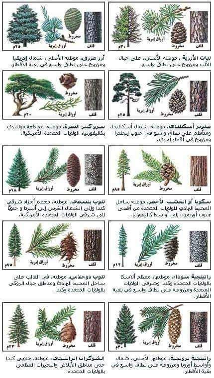 How To Identify Spruce Fir And Pine Trees Artofit