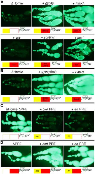 The Drosophila Eve Insulator Homie Promotes Eve Expression And Protects