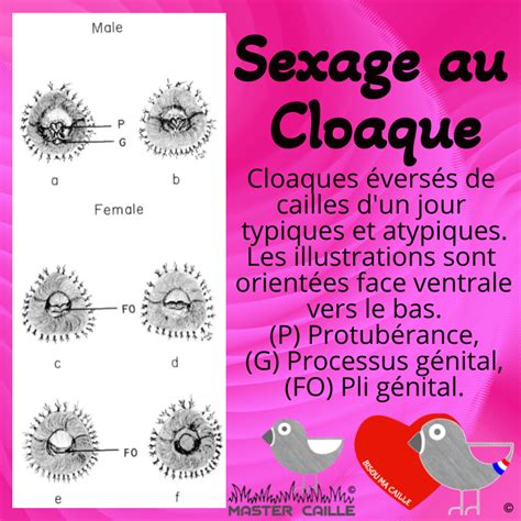 Guide Sur Le Sexage Bisou Ma Caille©