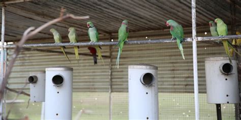 Parrots And Lorikeet Nest Box J And N Galea Pvc Bird Nest Boxes