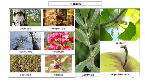 Types Of Stem By Sarah Ashfaq Botanist PPT