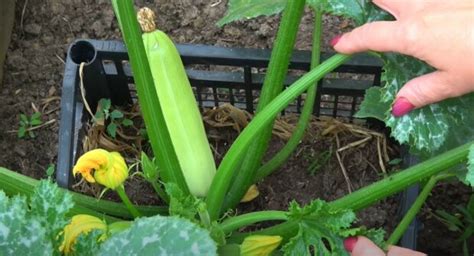 Як правильно садити кабачки та виростити гарний урожай Читайте на Ukr Net