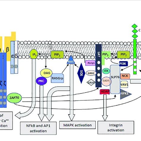 Proximal T Cell Activation Signaling The Main Proximal Signaling