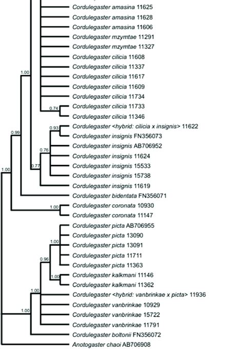 Overview Tree From The ITS Gene Maximum Likelihood Tree Inferred With Download Scientific