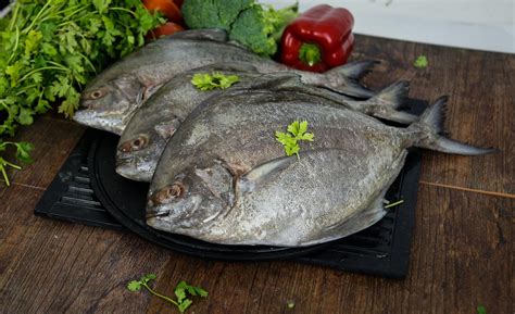 Buy Pomfret Fish Online In Singapore Seaco Online
