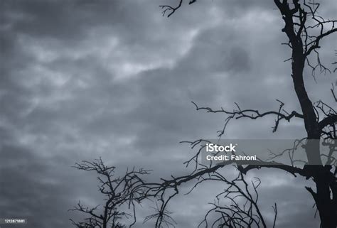 회색 하늘 배경에 실루엣 죽은 나무와 분기 나무의 검은 가지입니다 자연 텍스처 배경입니다 슬프고 죽고 외롭고 절망적이며 절망에 대한 예술적 배경 외로운 죽음의 배경입니다 0