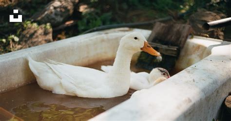 물 욕조에 있는 어미 오리와 아기 사진 Unsplash의 무료 오리 이미지