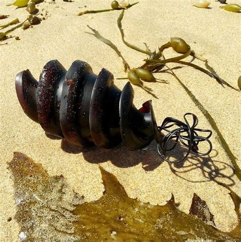 Увидите такое на пляже, знайте — это яйца акулы