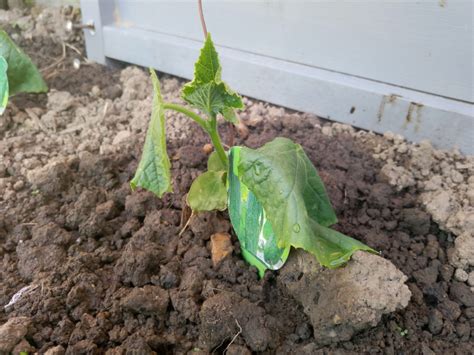 Pythium Herkennen En Bestrijden Van De Wortelschimmel Agri World