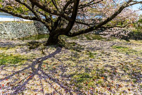 三国堀の散桜 GANREF