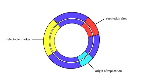 Cloning Vectors