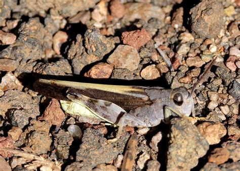 Mystery Grasshopper Arphia Conspersa Bugguidenet
