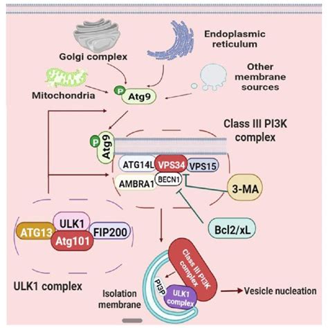 Schematic Diagram Of Vesicle Nucleation In Macroautophagy Vesicle