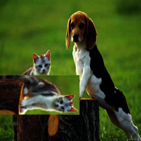 Classification Classification Dataset V1 2024 03 24 1 22am By Sohan