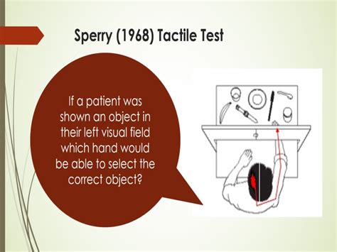 Hemispheric Lateralisation And Split Brain Research Biopsychology Aqa A Level Lesson 7