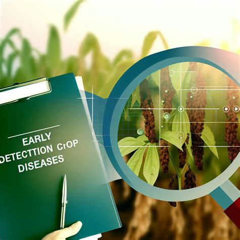 Transforming Ai In Agriculture Empowering Early Intervention In Crop Disease Global Offshore
