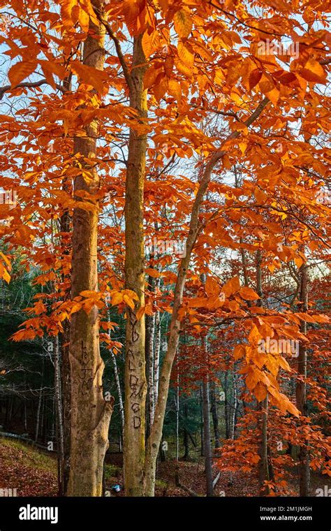 Beautiful Orange Trees In Forest During Late Fall Stock Photo Alamy