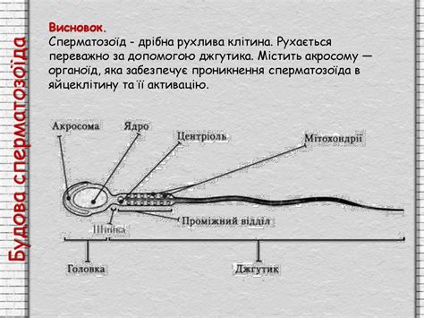 Будова й утворення статевих клітин презентация онлайн