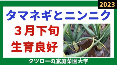 タマネギとニンニク 3月下旬の生育状況良好 垂直栽培と通常栽培の比較 家庭菜園 Youtube